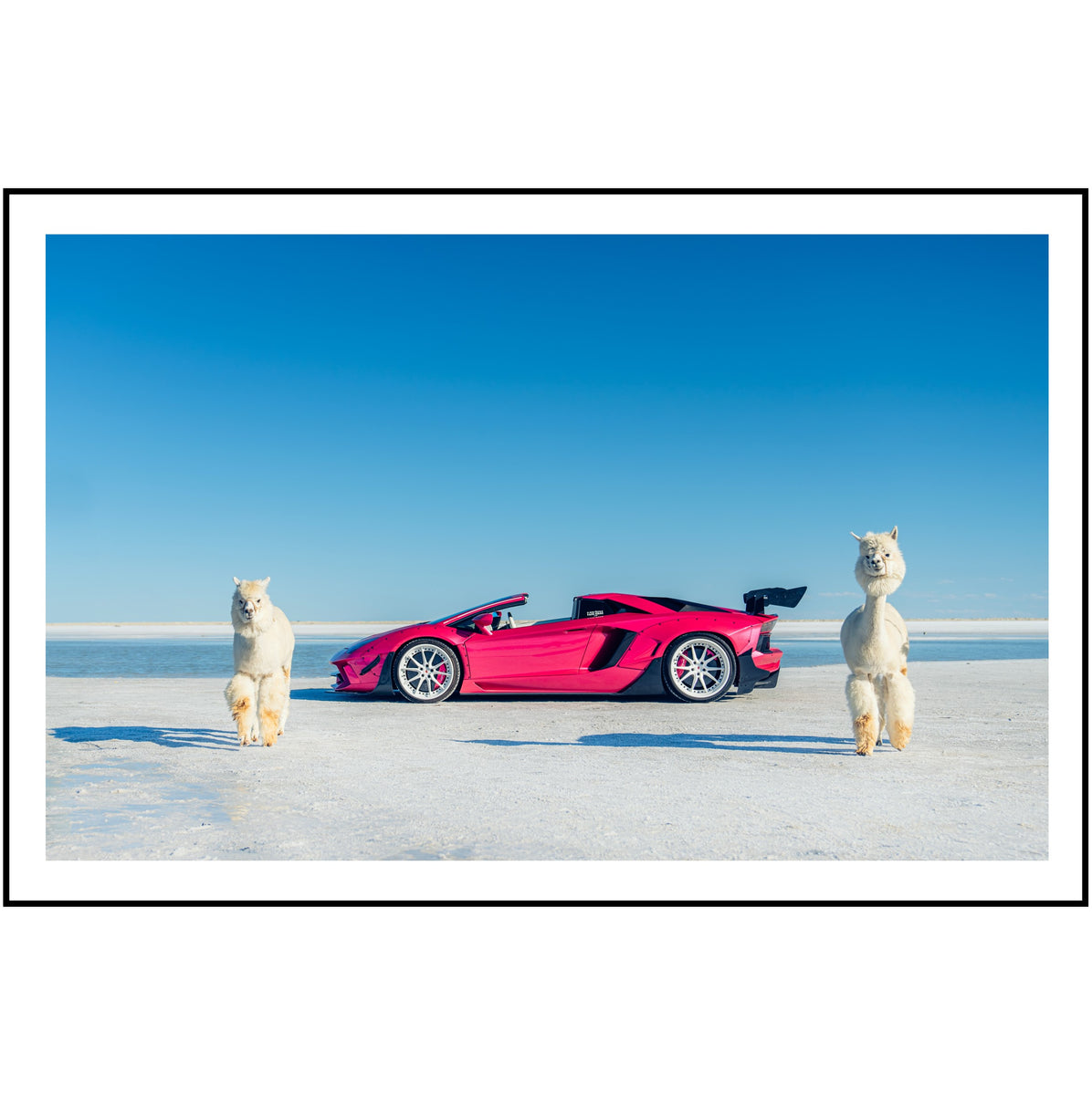 Liberty Walk Alpacas – Penfold Prints Ltd