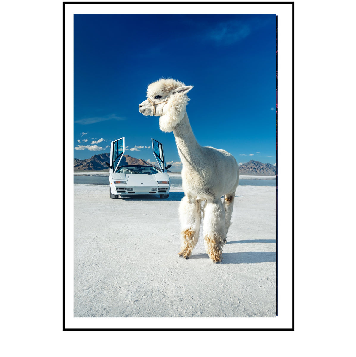 Alpaca Countach – Penfold Prints Ltd