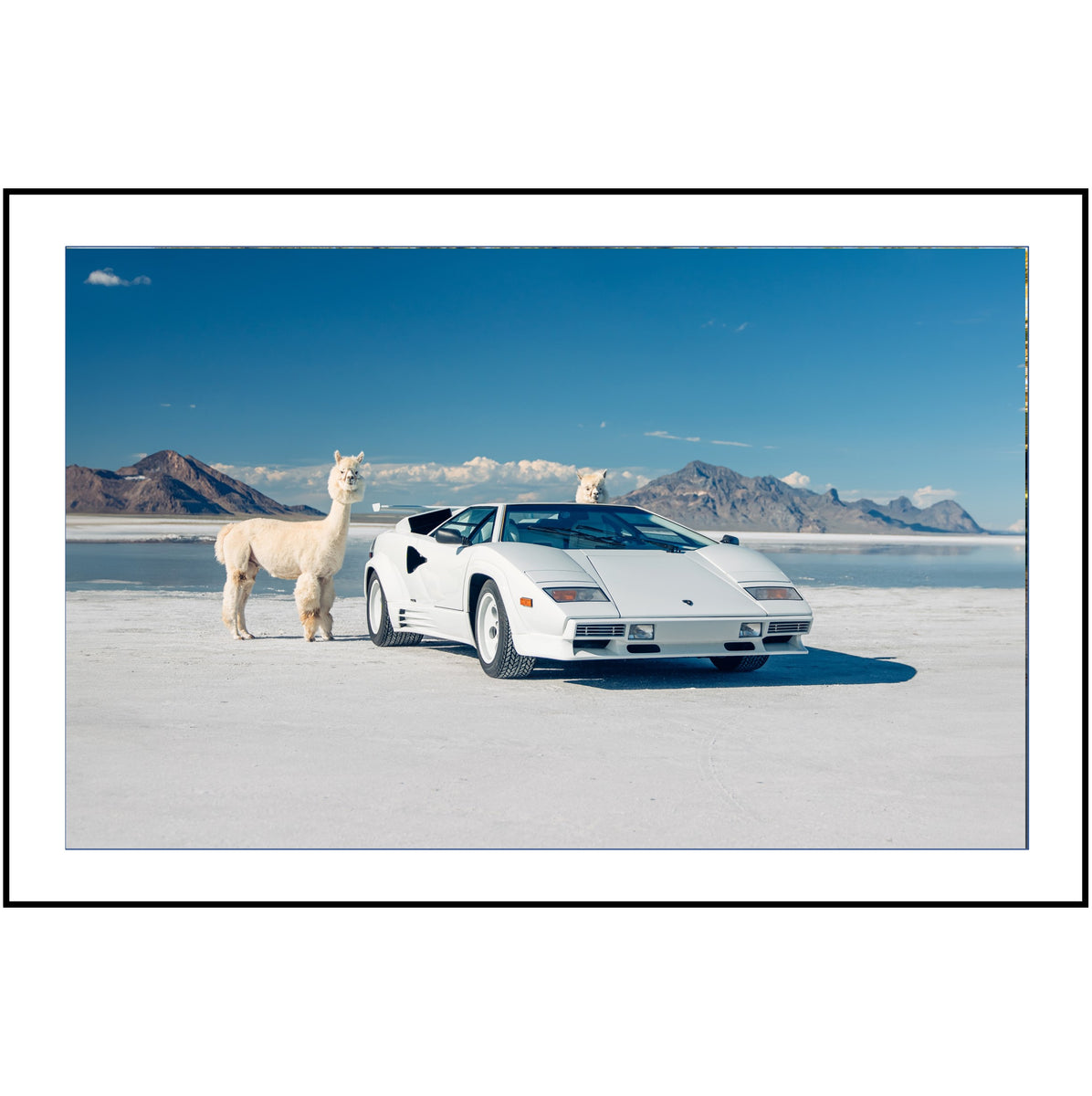 Countach Alpacas Landscape – Penfold Prints Ltd