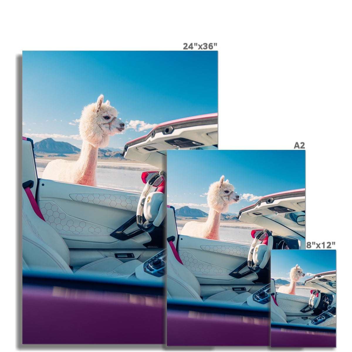 Aventador Alpaca Photo Art Print – Penfold Prints Ltd